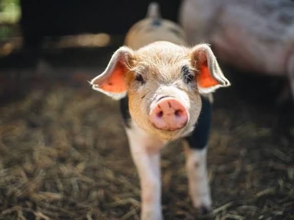 Farmyard fun with Easton Farm Park · Eequ